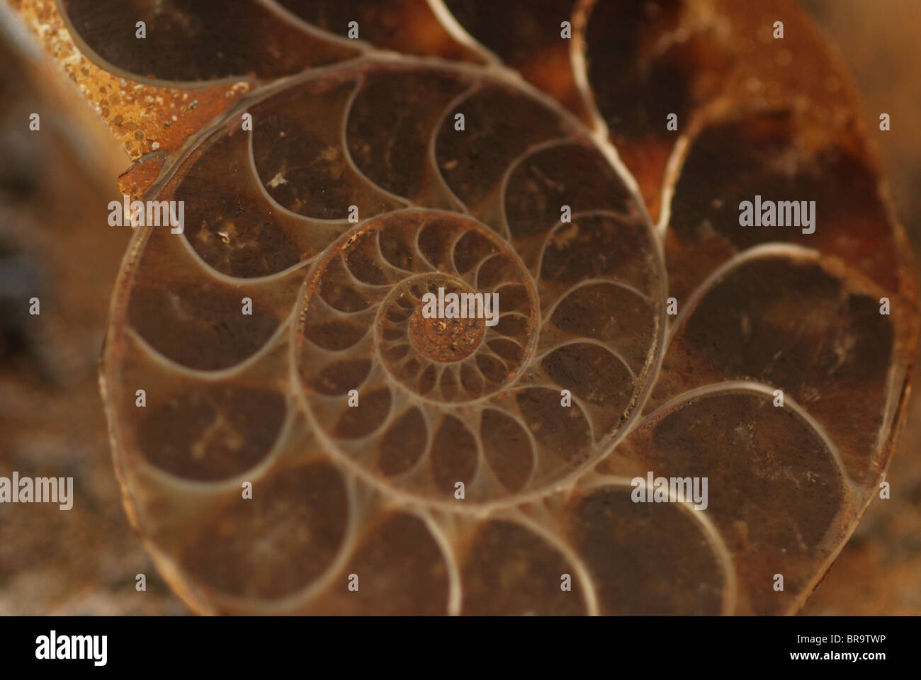 Ammonite fossil in close hi-res stock photography and images - Alamy