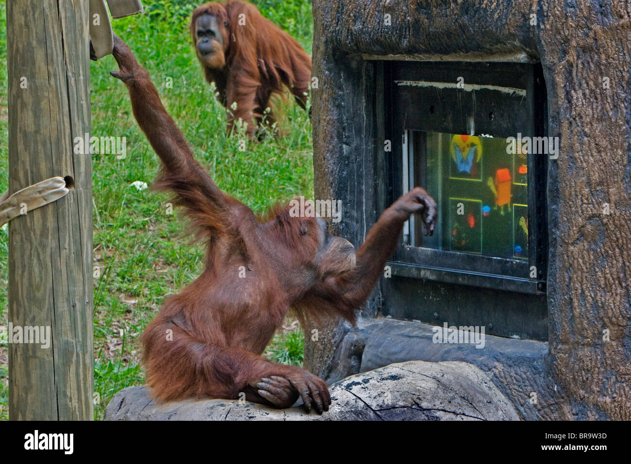 Orangutans Playing Computer Game at Zoo Atlanta Stock Photo - Alamy