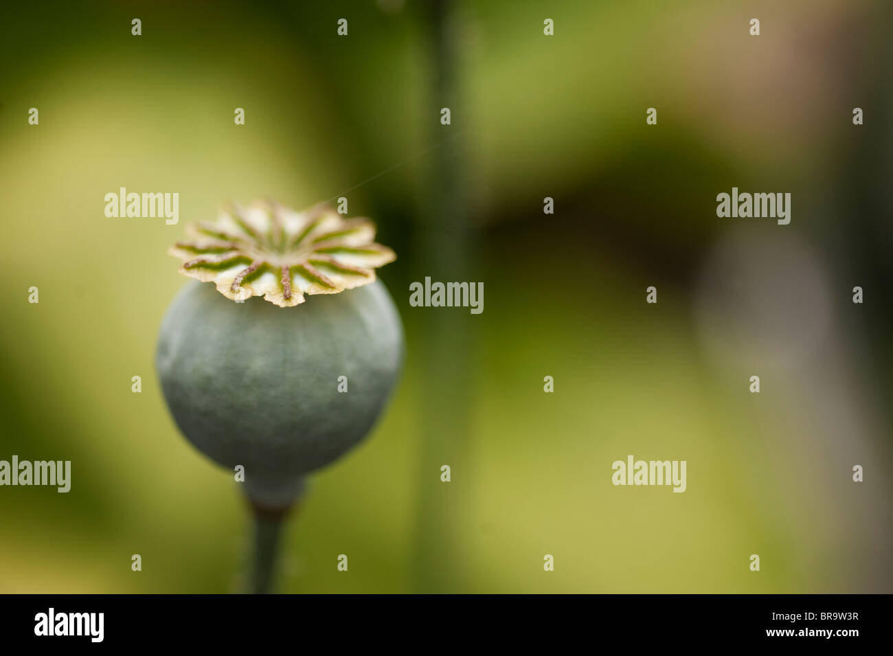 Poppy seed head Stock Photo - Alamy