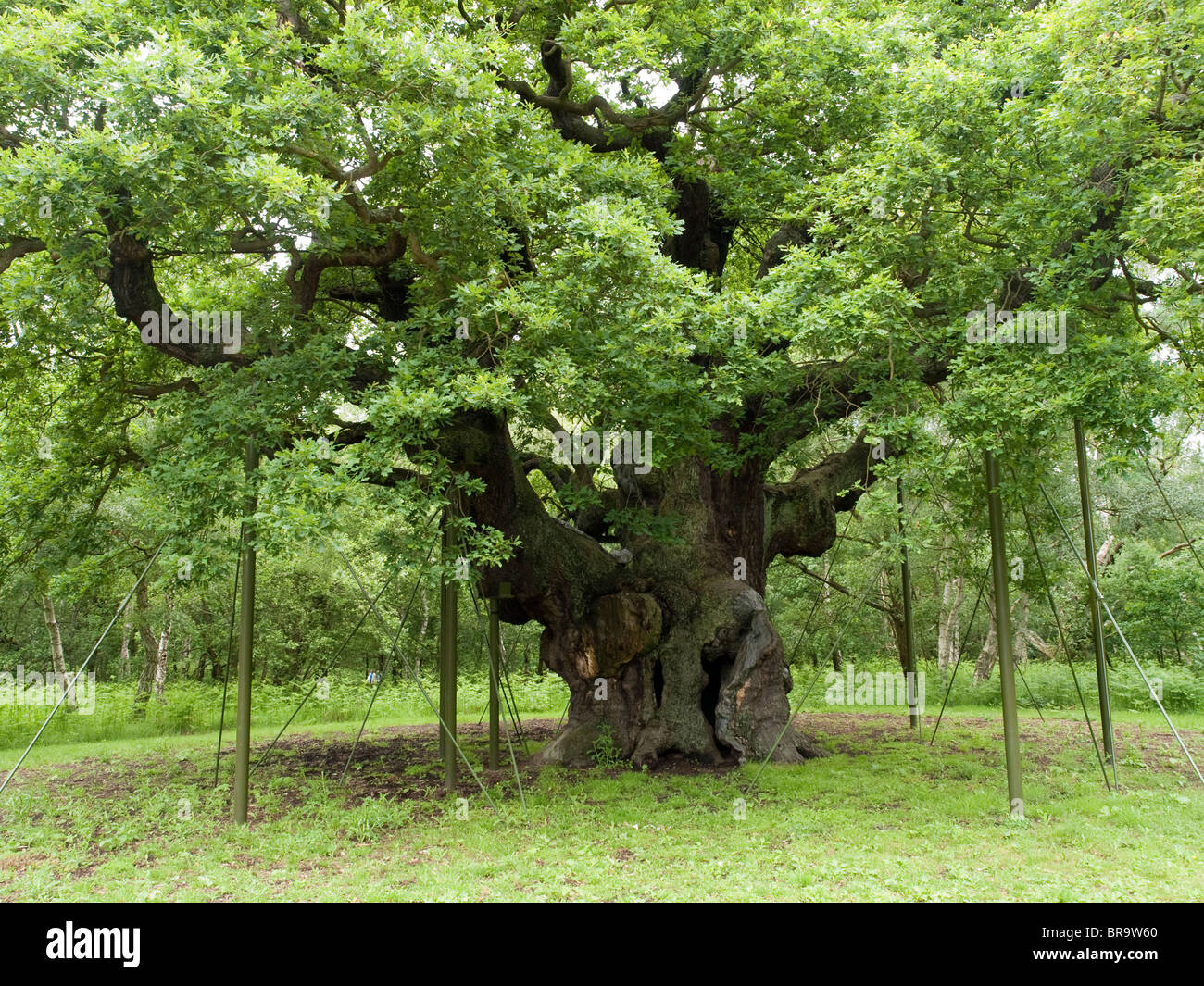 Oldest tree uk hi-res stock photography and images - Alamy