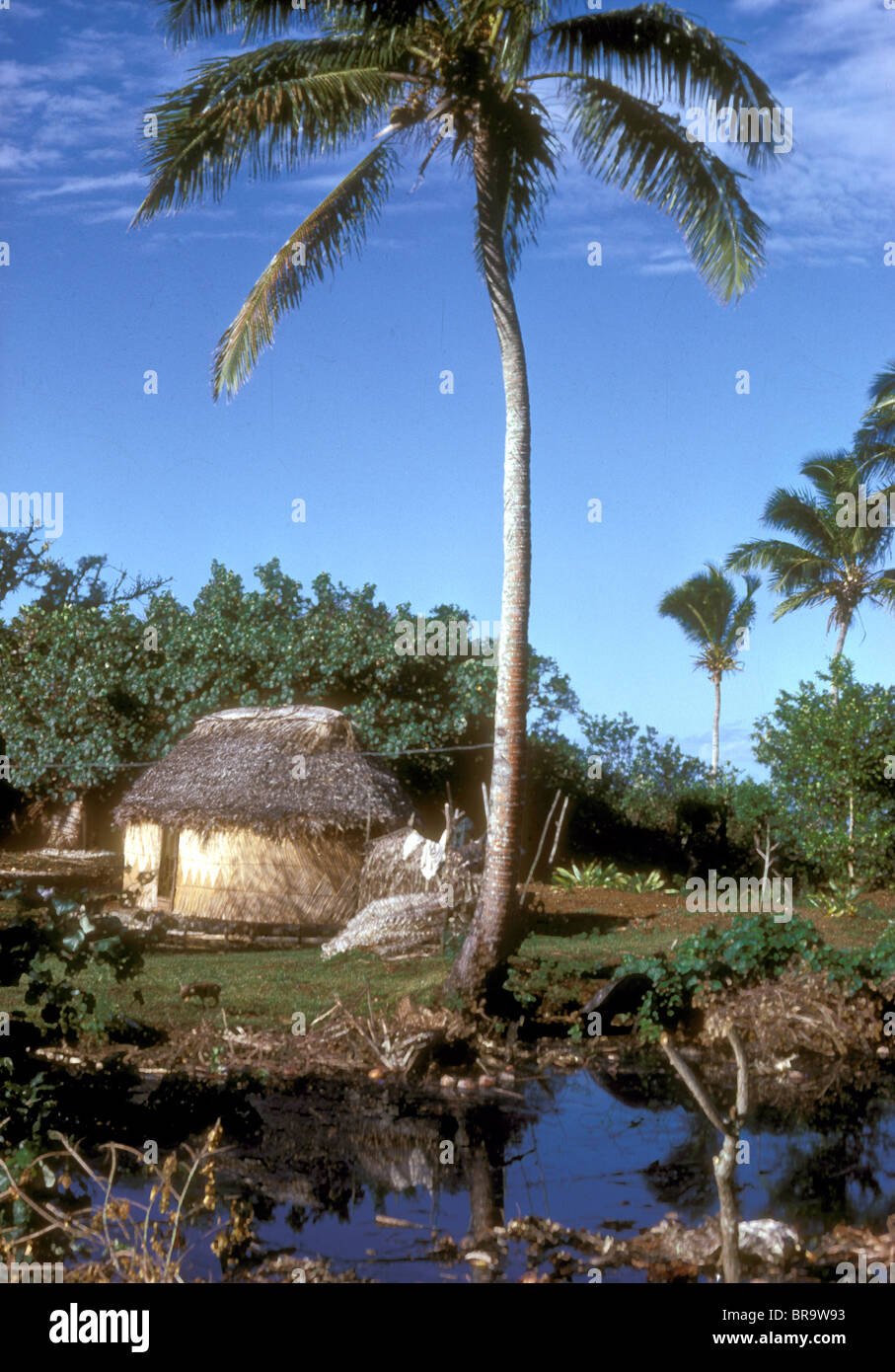 Traditional hut and coconut palm, scenery in Tonga Stock Photo - Alamy