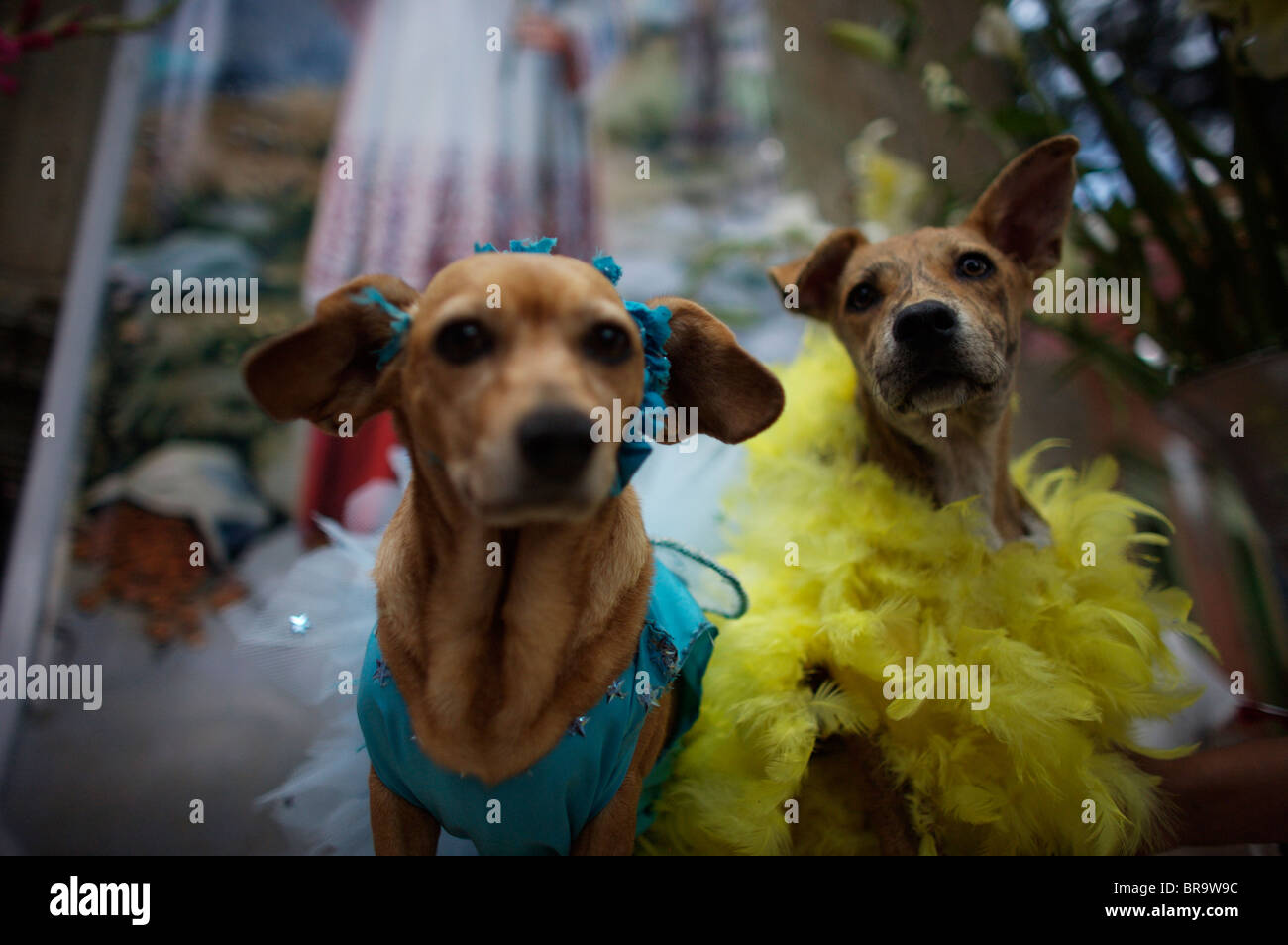 Blessing of the animals hi-res stock photography and images - Alamy