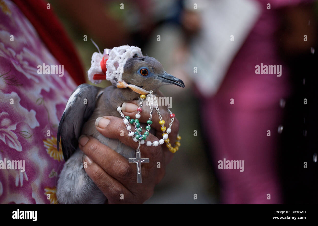 Blessing of the animals hi-res stock photography and images - Alamy