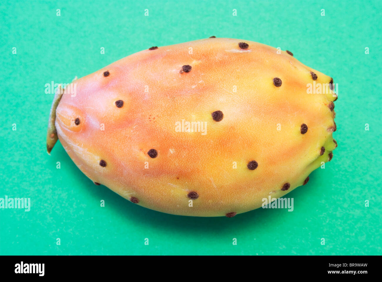 prickly pear - Indian fig, ficus indica Stock Photo - Alamy