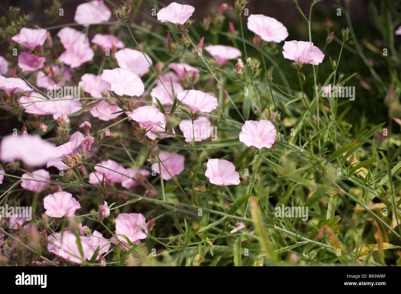 Convolvulus cantabricus hi-res stock photography and images - Alamy