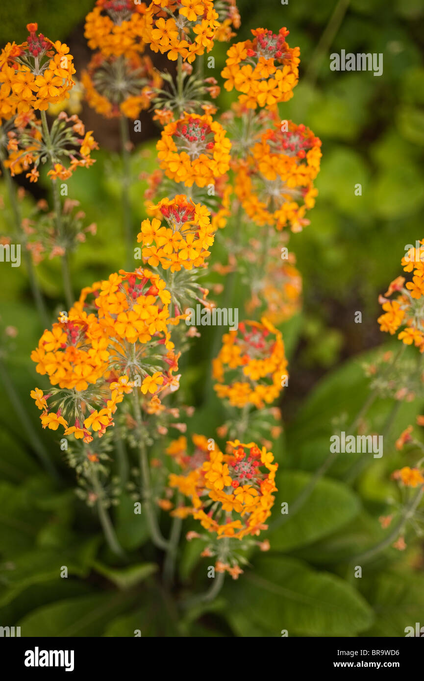 Hybrid primula hi-res stock photography and images - Alamy