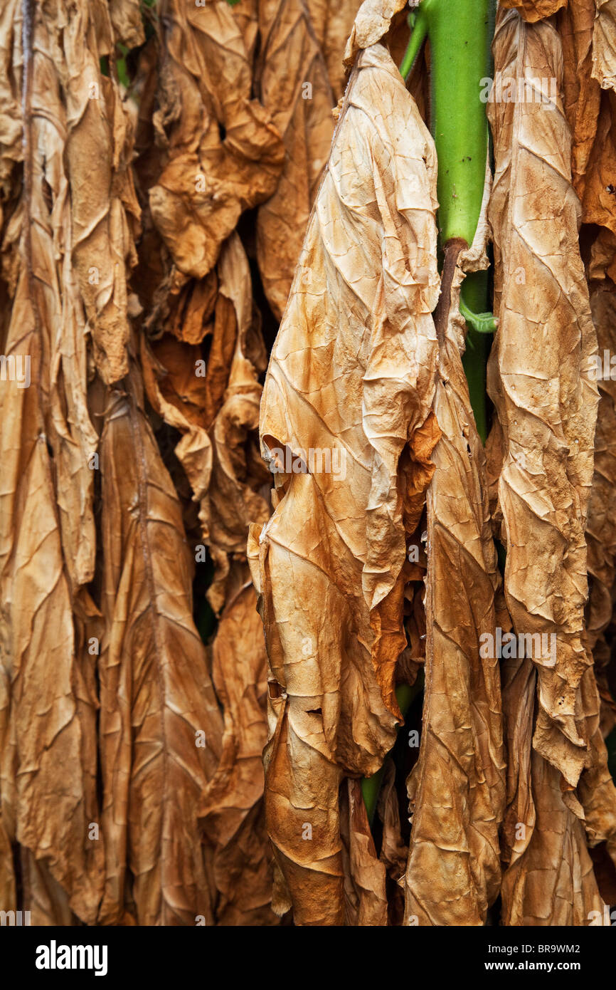 Shrivel shriveled hi-res stock photography and images - Alamy