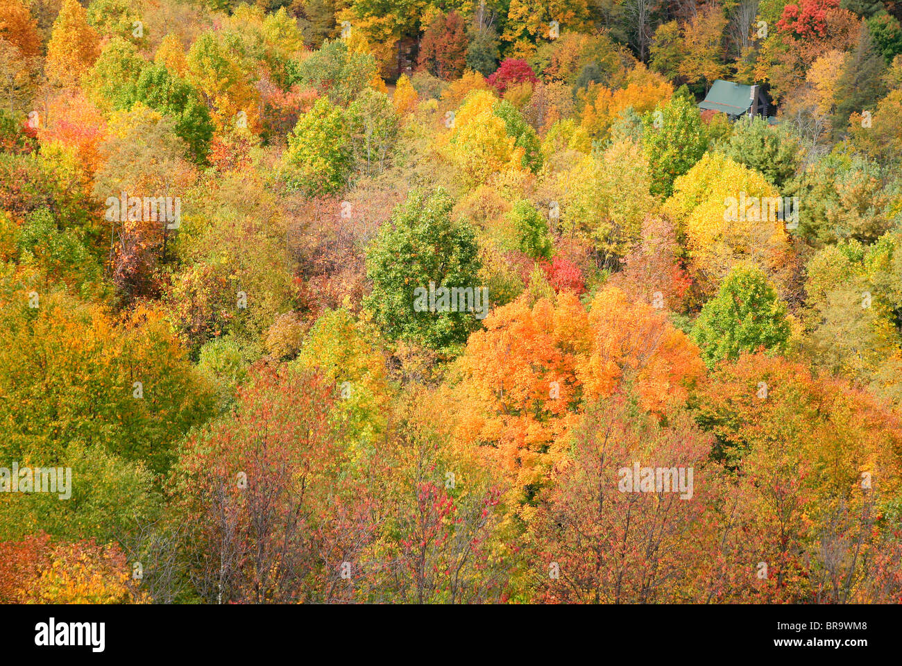 colorful fall photos from the Great Smoky Mountains National Park with ...