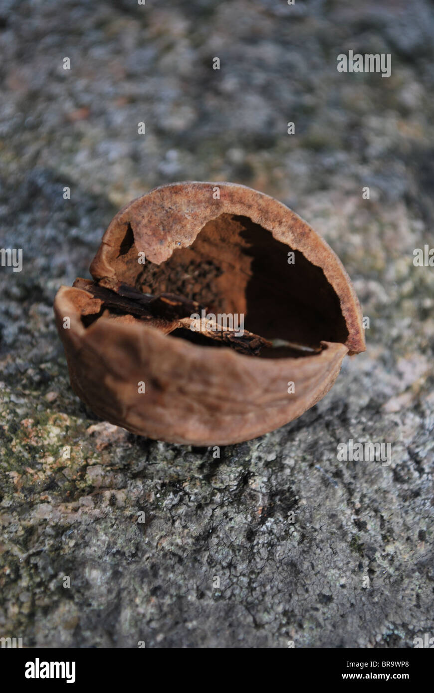 Open nut hi-res stock photography and images - Alamy