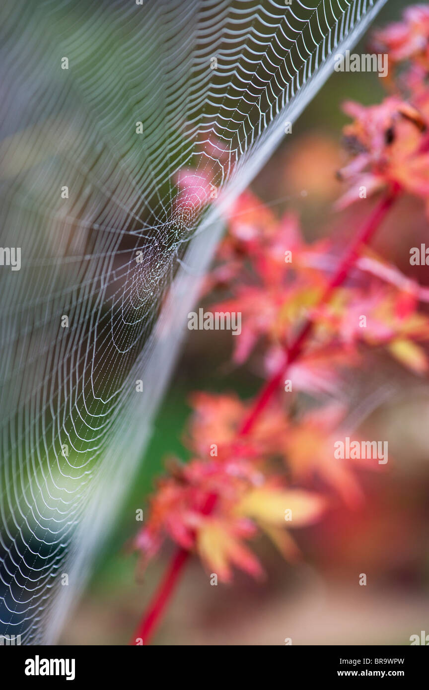 Spiders web in a garden in front of an acer tree Stock Photo - Alamy