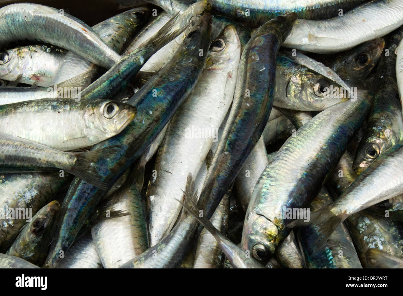 Anchovies in a fish market Stock Photo - Alamy