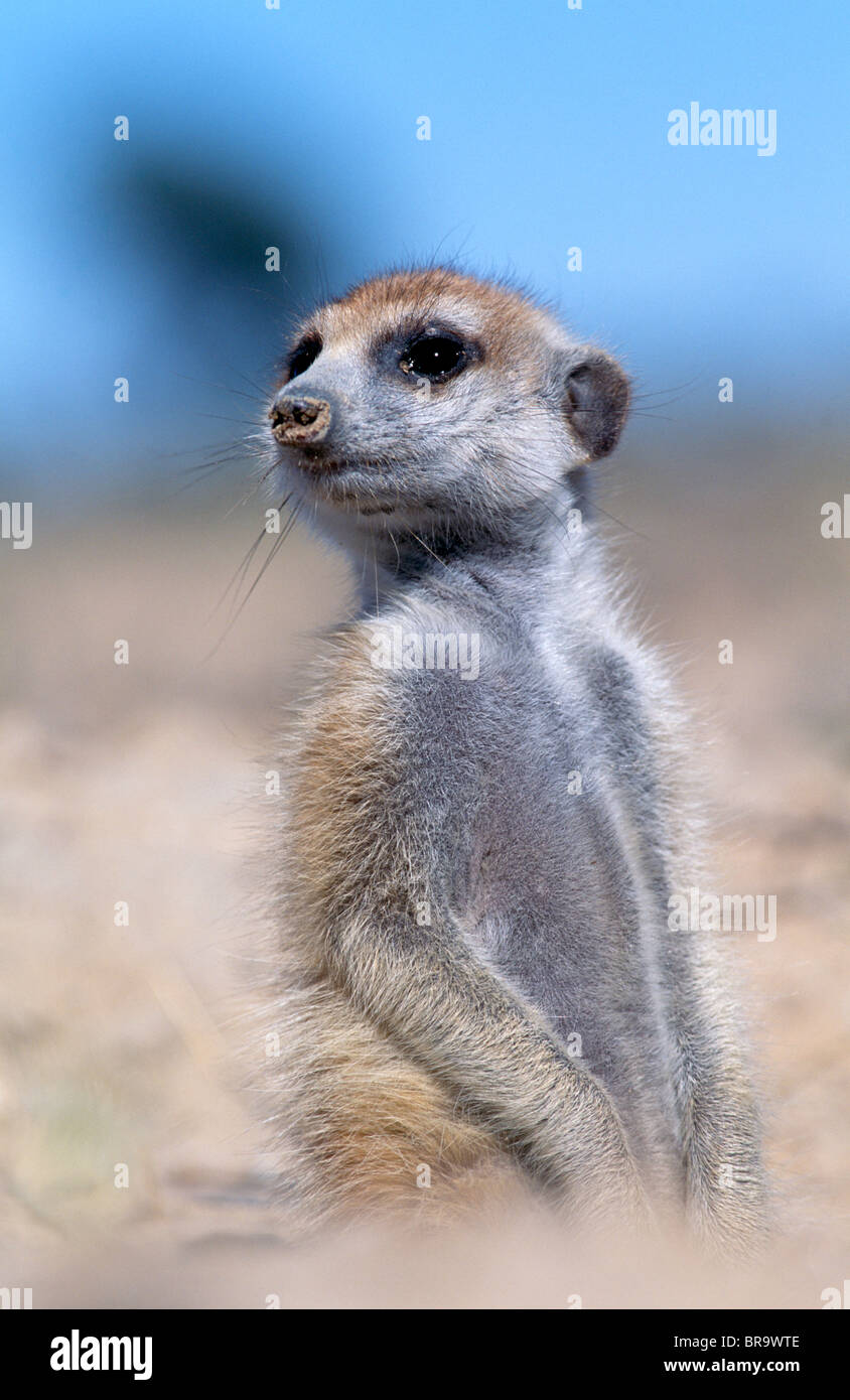 Mongoose families hi-res stock photography and images - Alamy