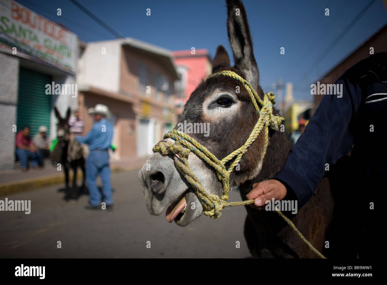 Participants wait with their donkeys at the 48th Annual Donkey Festival ...