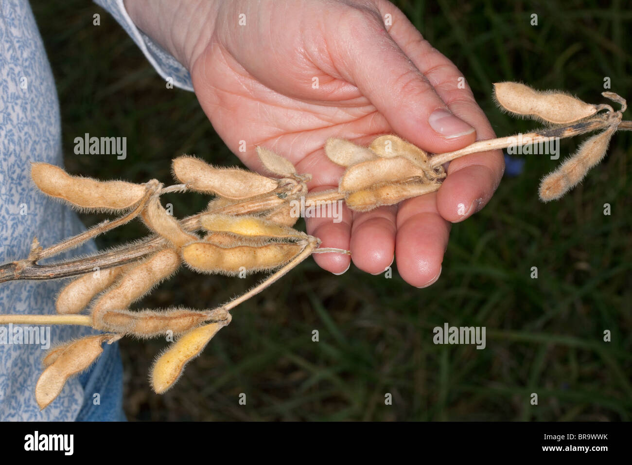 Soybean Processing High Resolution Stock Photography and Images - Alamy