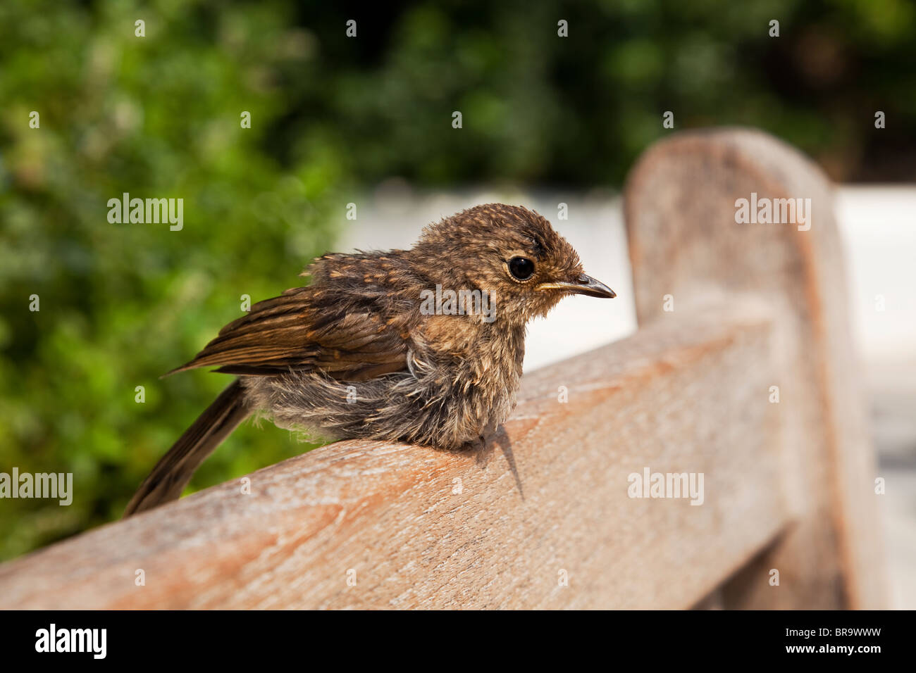 Fledgeling hi-res stock photography and images - Alamy