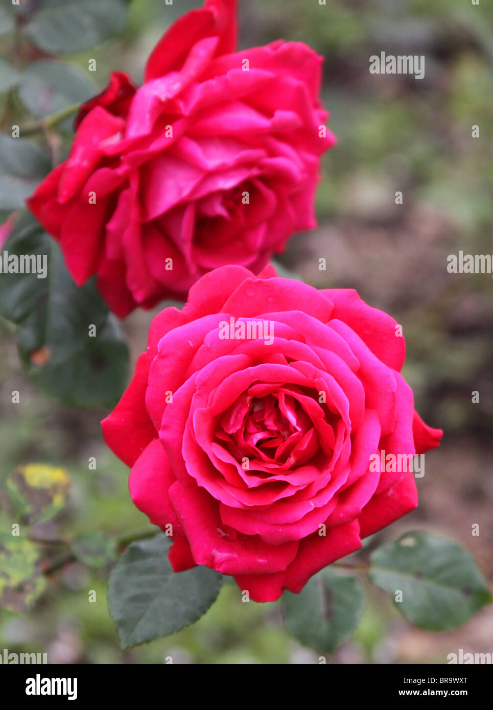 Pink fuscia pair of roses seen in the tropical rain forest of Panama ...