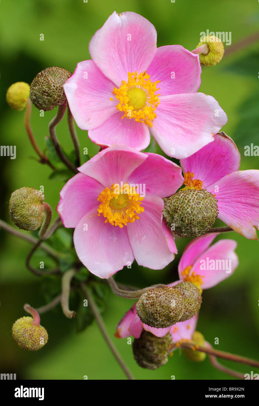 Pink Japanese Anemone hupehensis flowers close up Stock Photo - Alamy