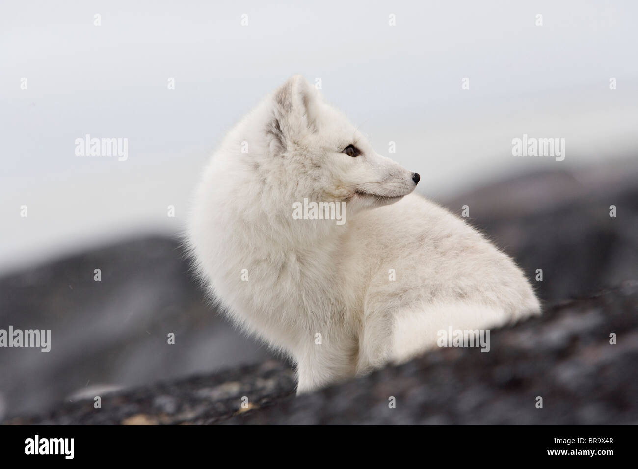 Arctic fox in Churchill Manitoba Canada Stock Photo - Alamy