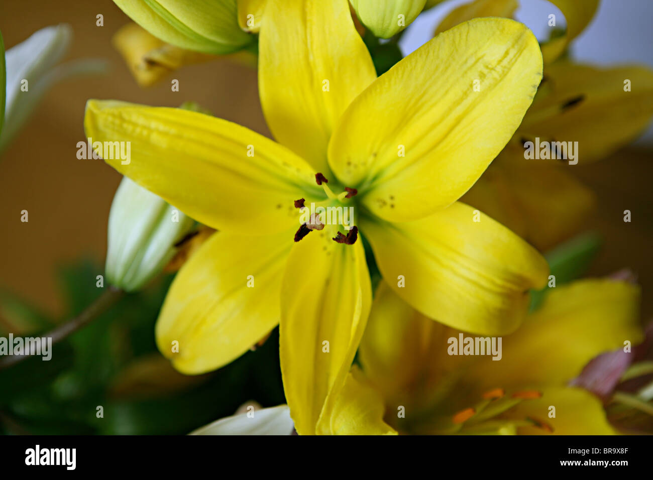 Lily yellow hi-res stock photography and images - Alamy
