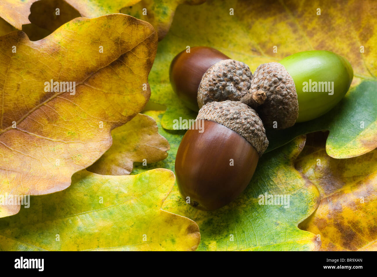 Oak tree forest autumn acorn hi-res stock photography and images - Alamy