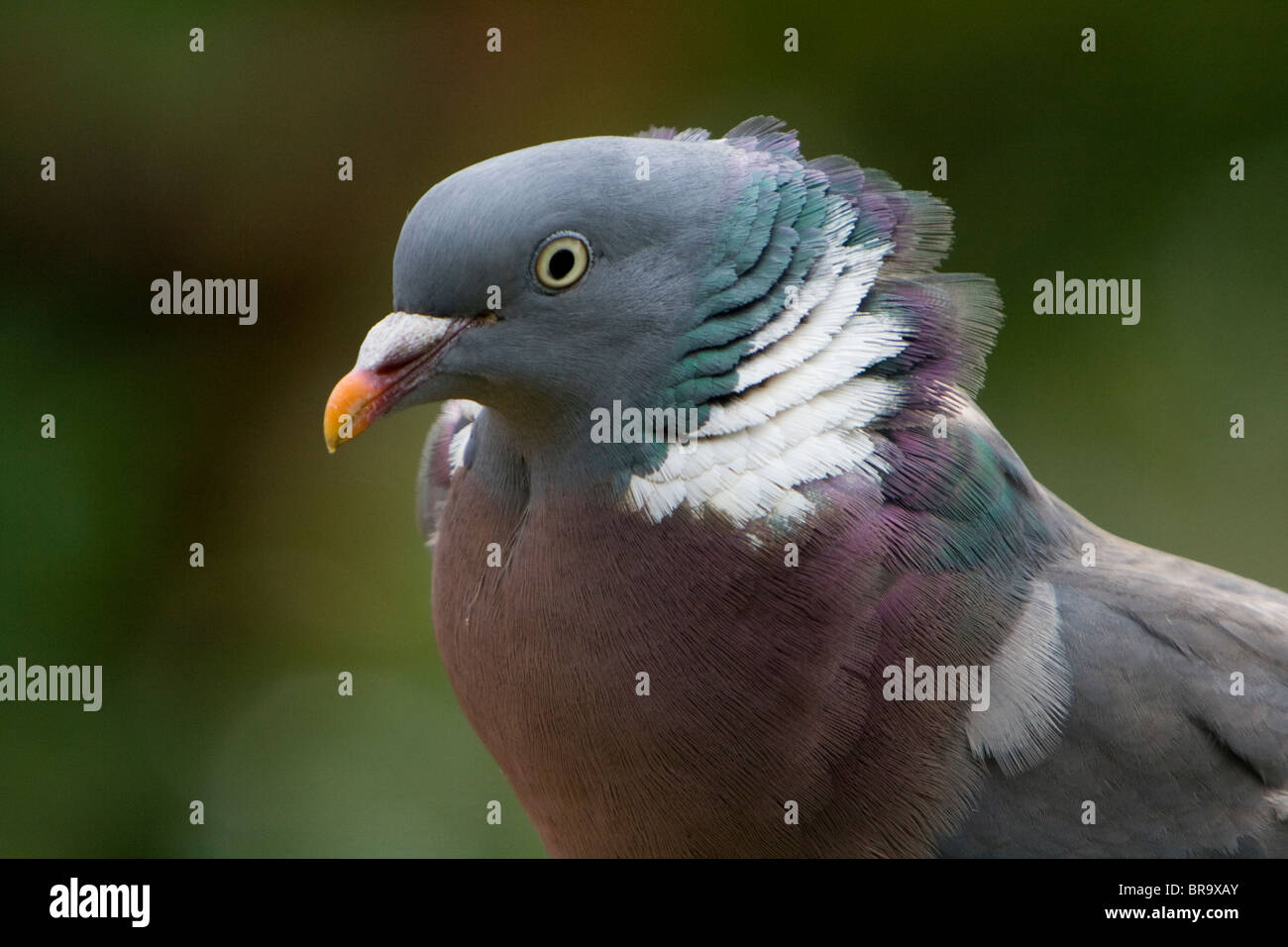 Uk pigeon isolated hi-res stock photography and images - Alamy