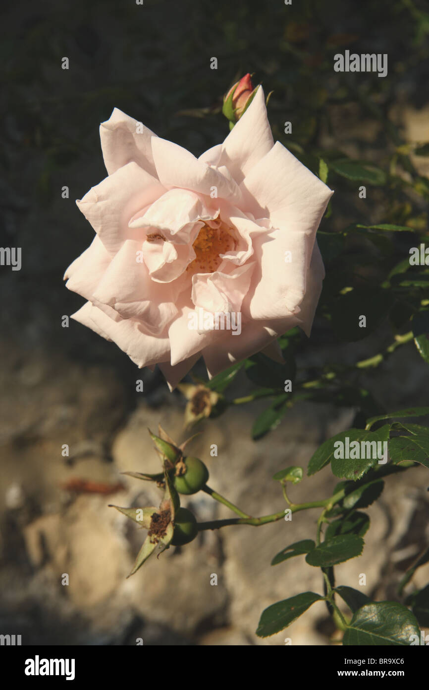 Pink Rose growing in front of medieval walls Stock Photo - Alamy