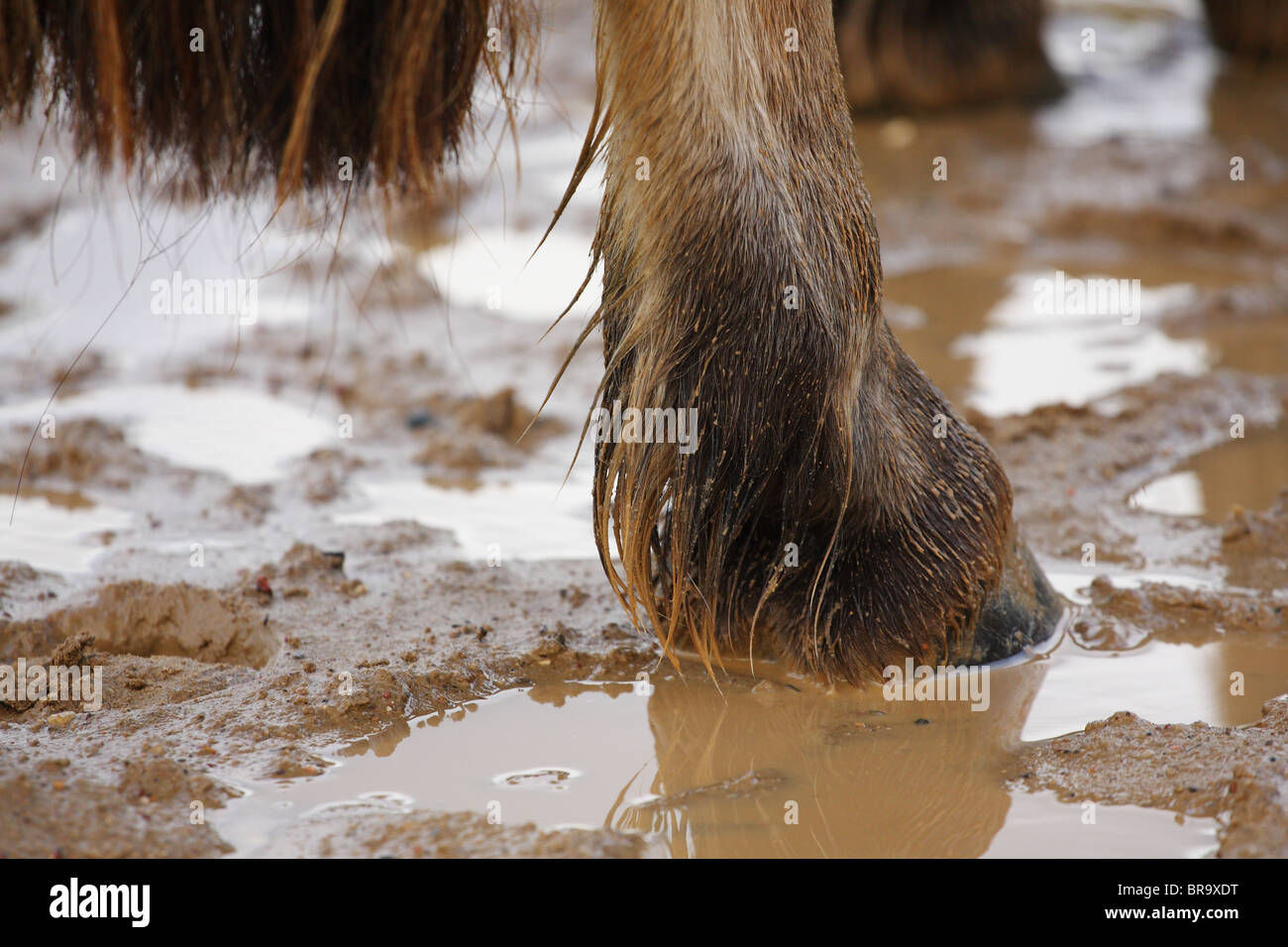 Close up shot of horses hoof in wet muddy sand Stock Photo - Alamy