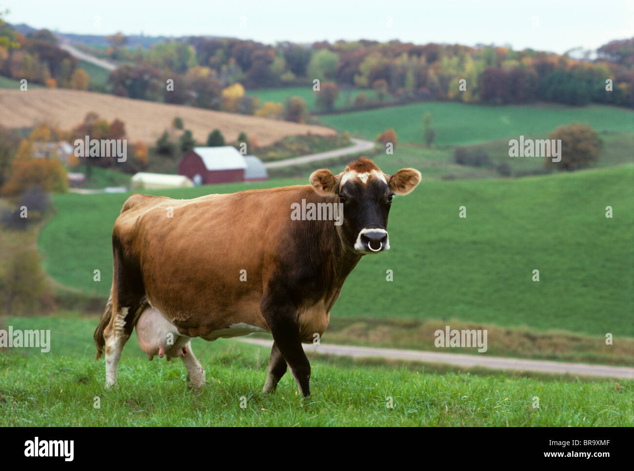 1980s BROWN SWISS COW Stock Photo - Alamy