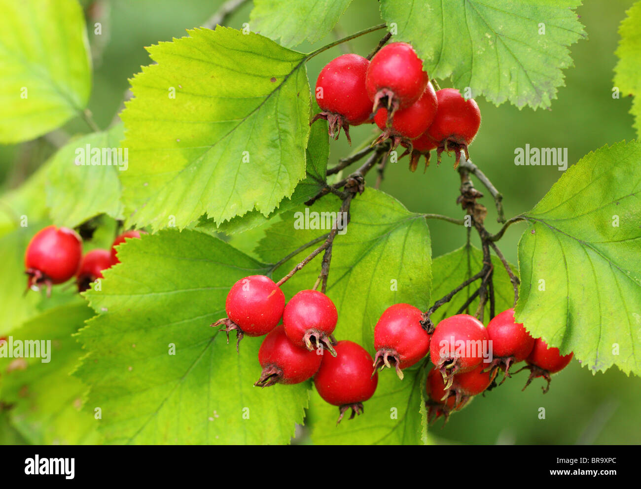 Downy Red Hawthorn red fruits Crataegus mollis Stock Photo - Alamy