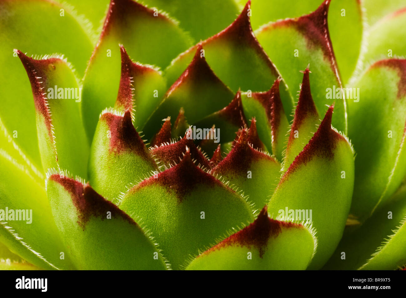 Houseleek plant hi-res stock photography and images - Alamy