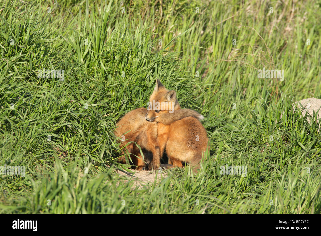 Playing fox cubs hi-res stock photography and images - Alamy