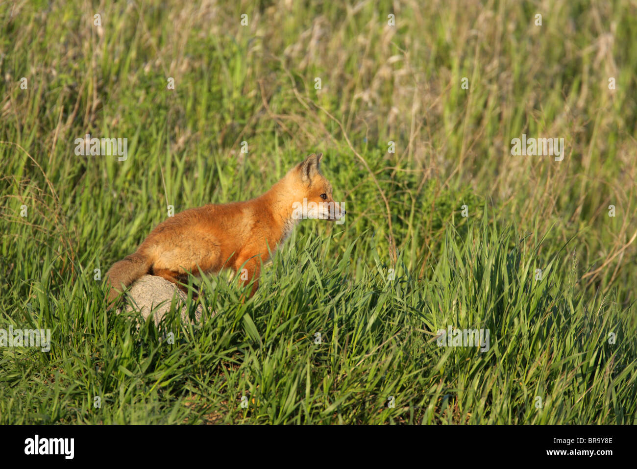 Red fox sitting on rock hi-res stock photography and images - Alamy