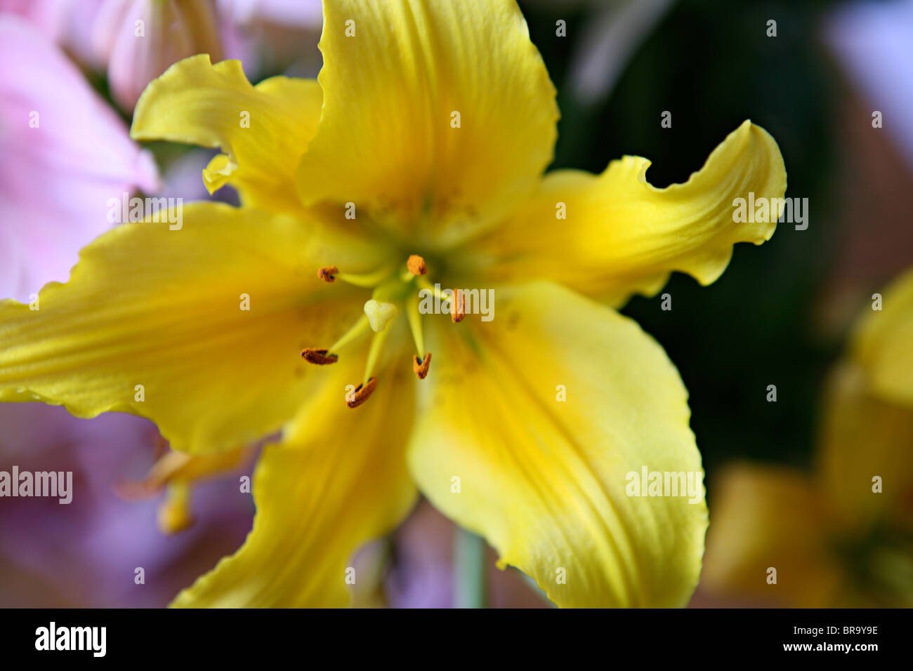 Lily yellow hi-res stock photography and images - Alamy