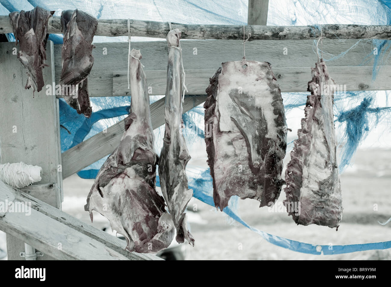 Caribou meat hi-res stock photography and images - Alamy