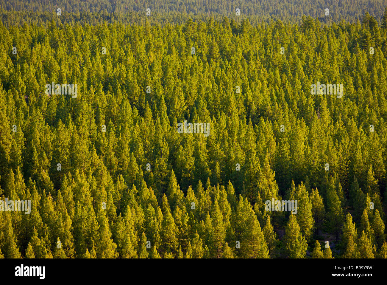 THREE SISTERS WILDERNESS, OREGON, USA - Forest of trees in Deschutes ...