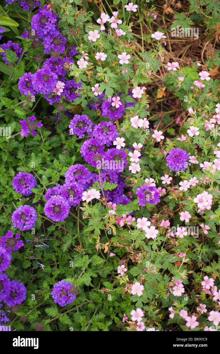 Geranium wargrave pink hi-res stock photography and images - Alamy
