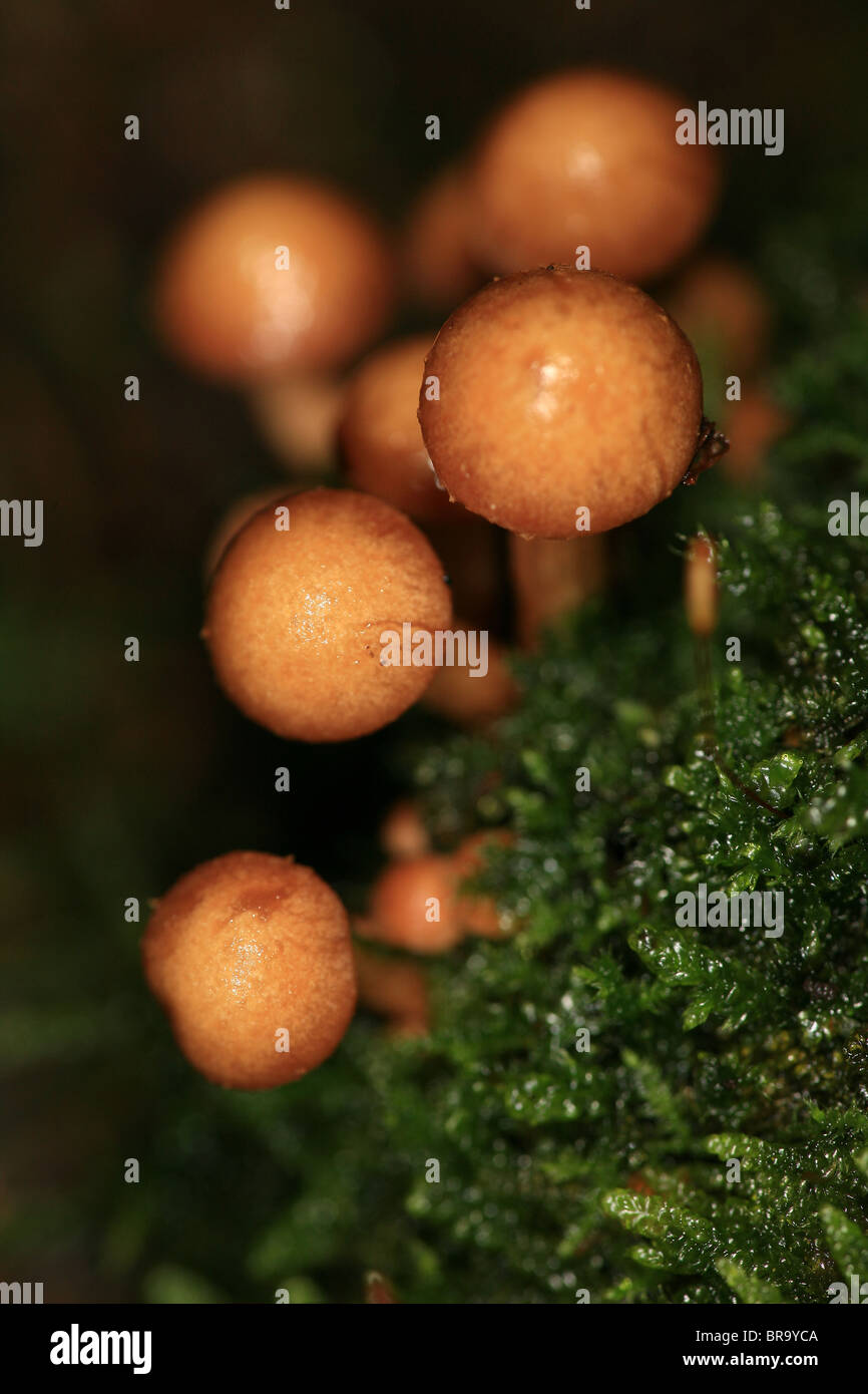 Fungi growing on a stump at Evje in Rygge, Østfold, Norway Stock Photo ...