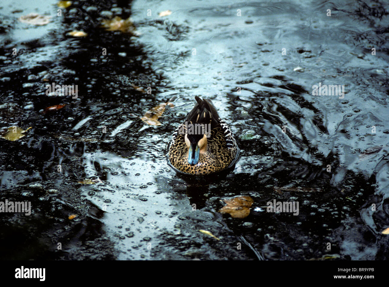 DUCK SWIMMING IN WATER STREAM Stock Photo - Alamy