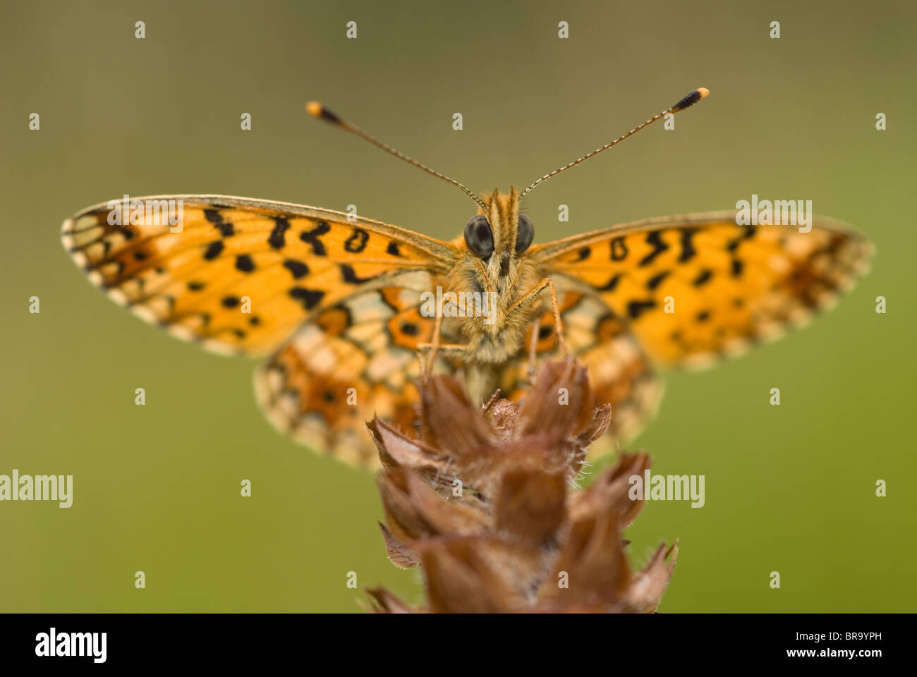 Pearl border fritillary hi-res stock photography and images - Alamy