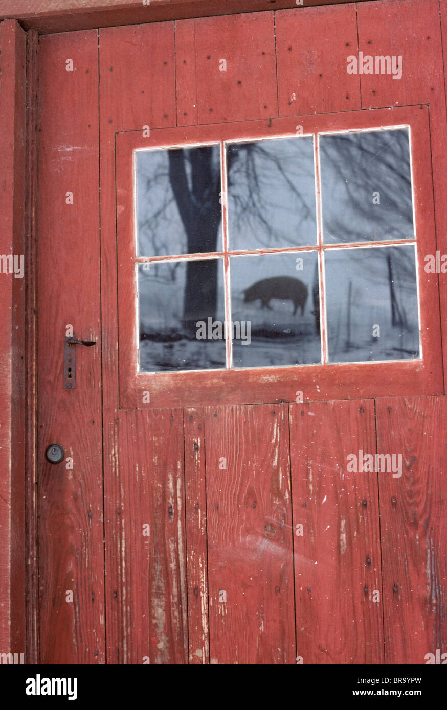 REFLECTION OF A PIG IN A BARN DOOR WINDOW Stock Photo - Alamy