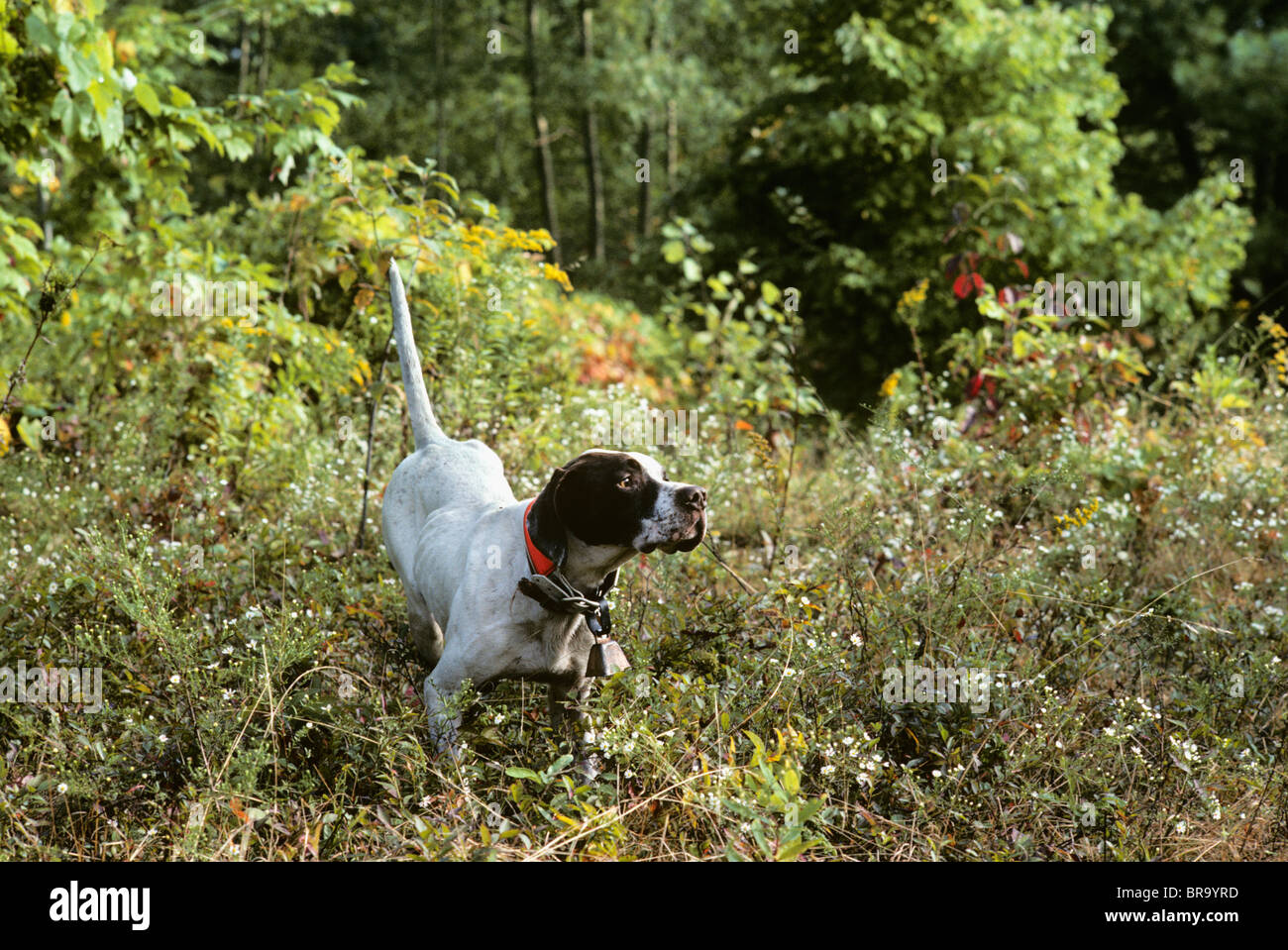 ENGLISH POINTER DOG OUTDOORS IN GRASSY FIELD POINTING Stock Photo - Alamy