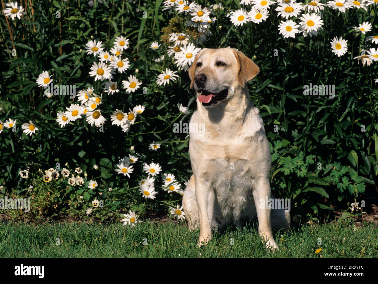 YELLOW LABRADOR RETRIEVER SITTING IN FRONT OF DAISIES Stock Photo - Alamy