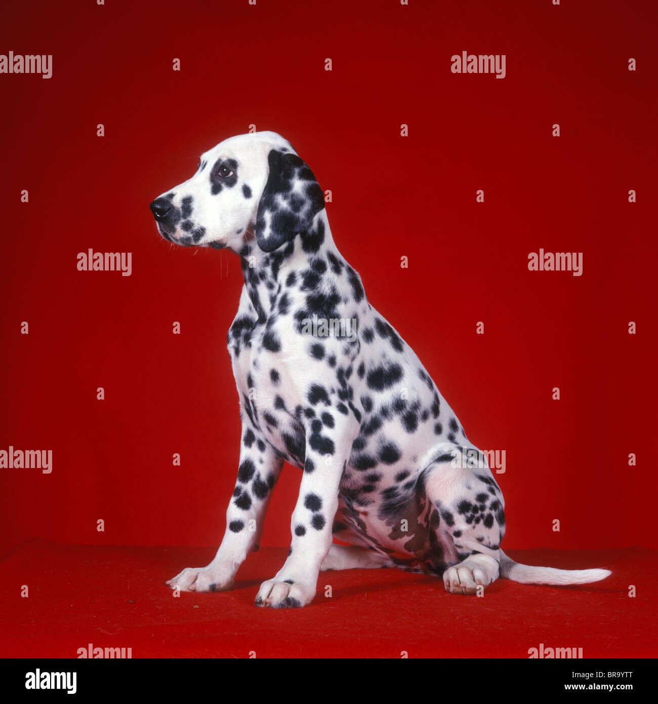 DALMATIAN PUPPY SITTING RED BACKGROUND Stock Photo - Alamy