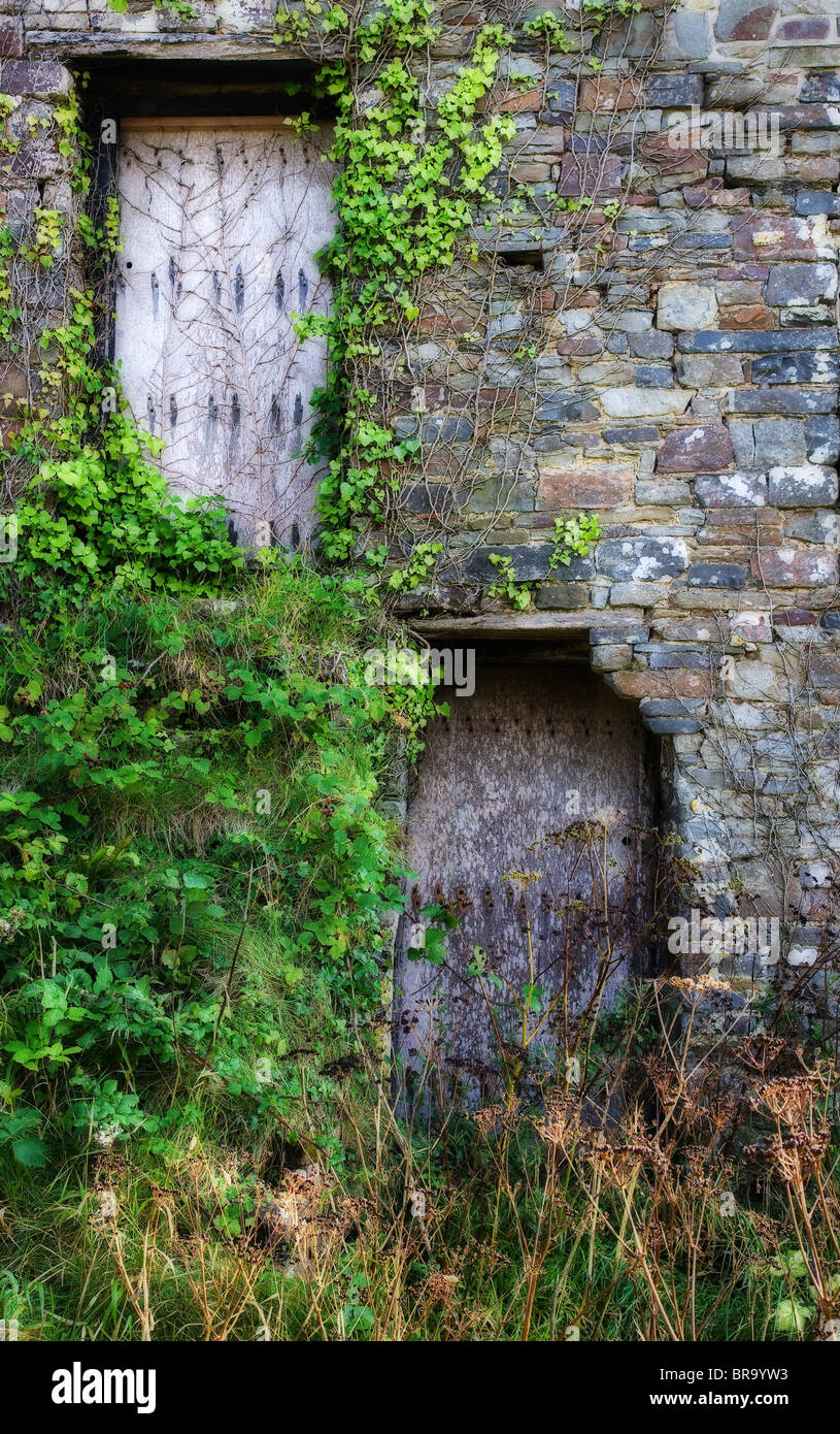 Derelict grain barn doors in North Cornwall festooned with ivy Stock ...