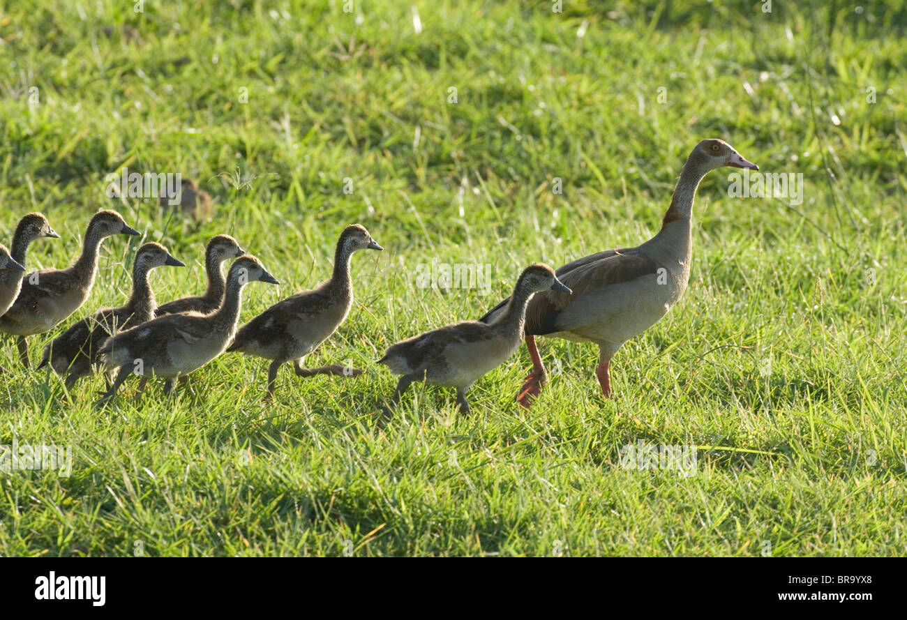 Ducklings walking hi-res stock photography and images - Alamy
