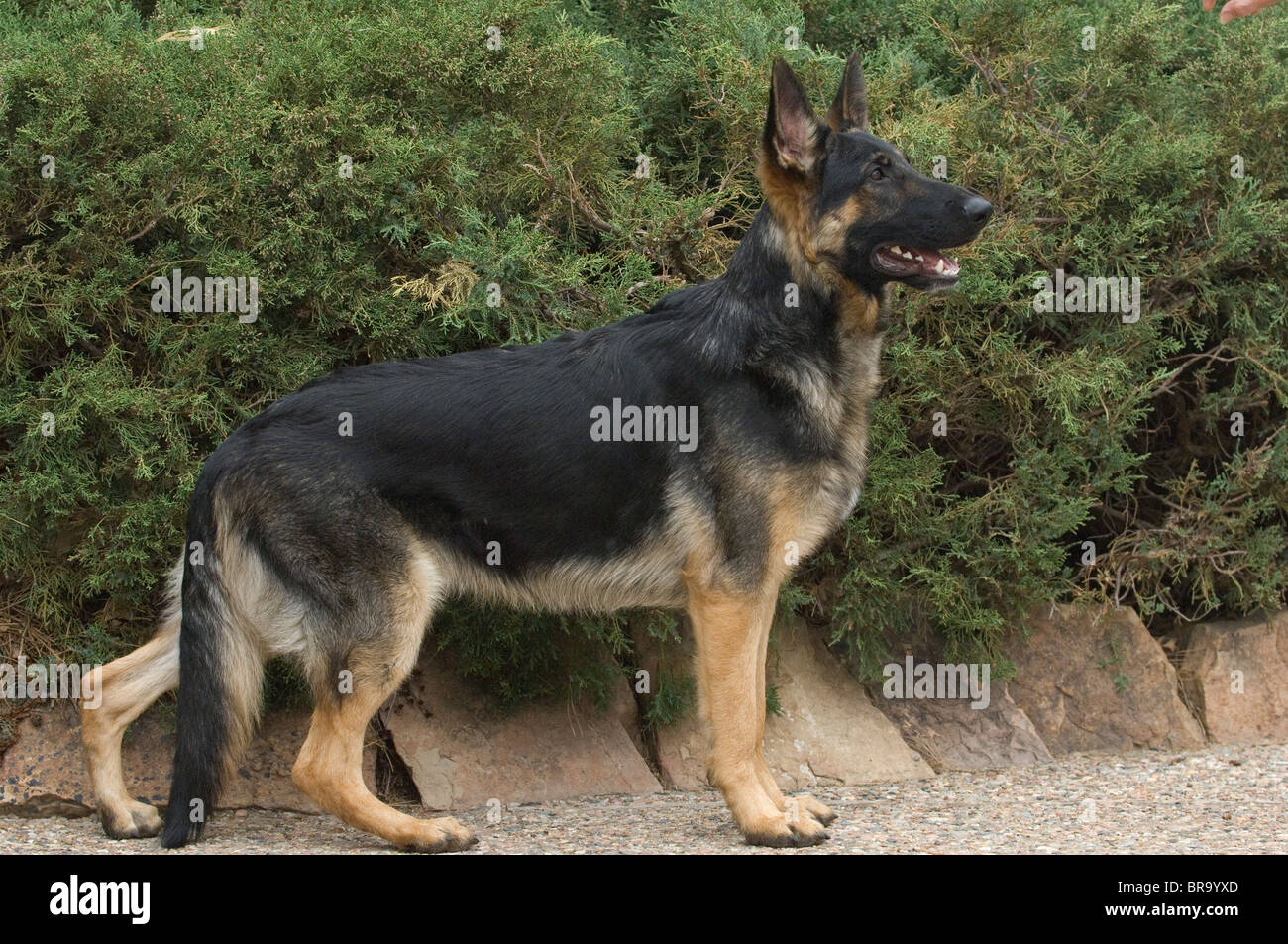 German shepherd dog show hi-res stock photography and images - Alamy