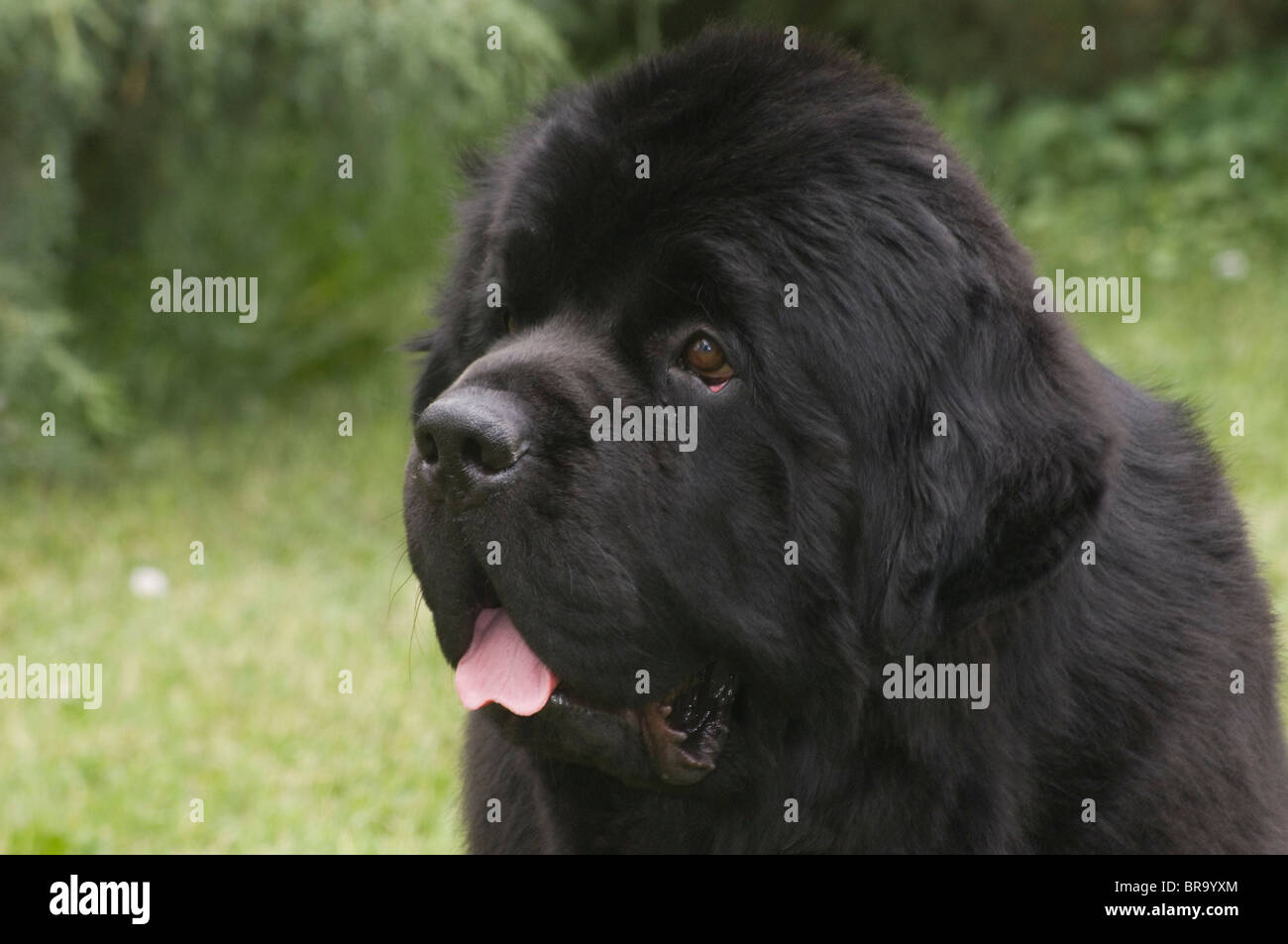 CLOSE-UP HEAD OF NEWFOUNDLAND DOG Stock Photo - Alamy
