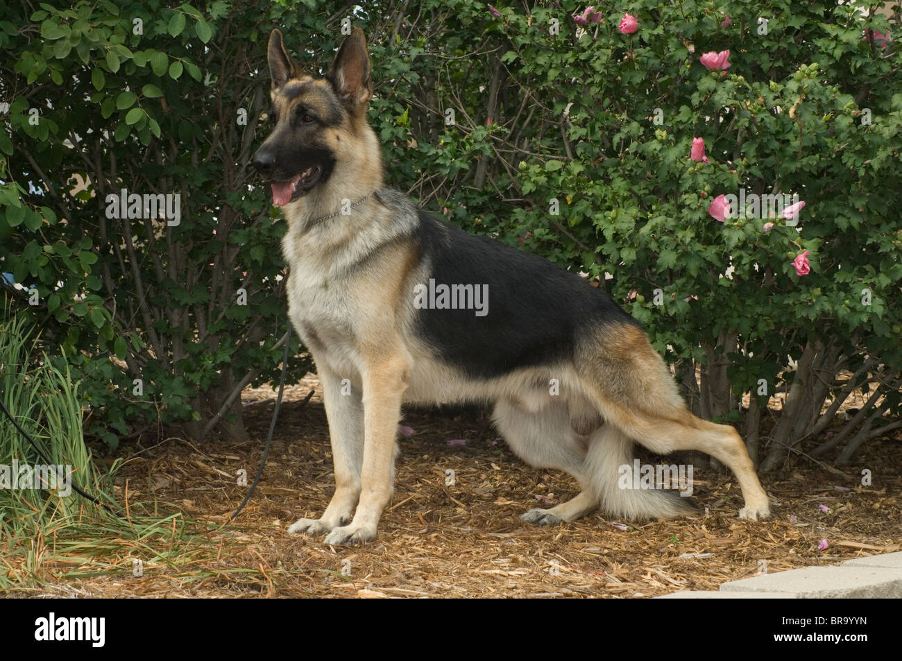 German shepherd dog outdoors hi-res stock photography and images - Alamy