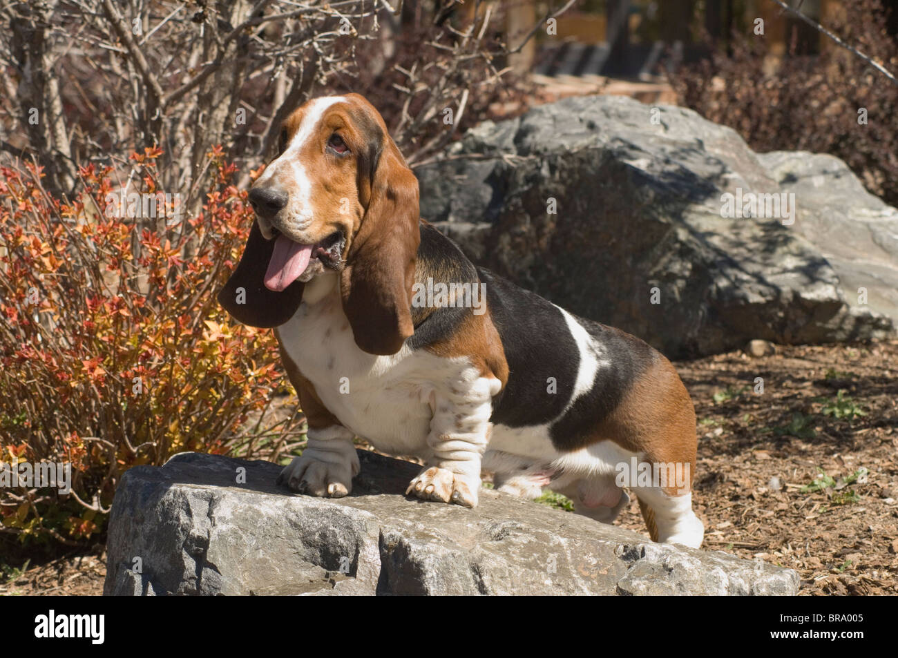 BASSET HOUND OUTDOOR STANDING ON ROCK Stock Photo - Alamy