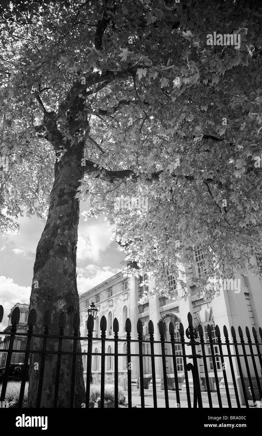 A sycamore tree in the grounds of the Old Royal Naval College ...